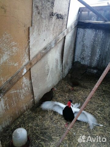 Фазаны и гагары