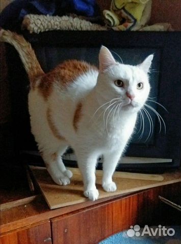 Котик Кокос