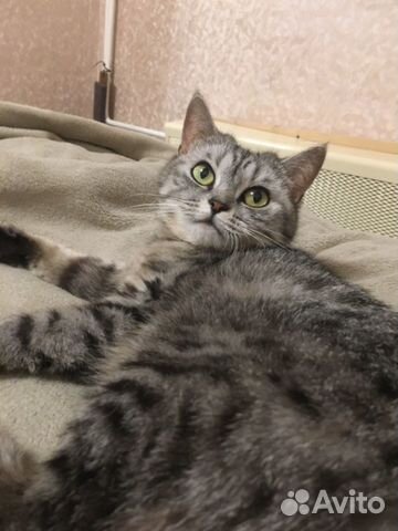 Красивая кошечка Пуся в добрые руки