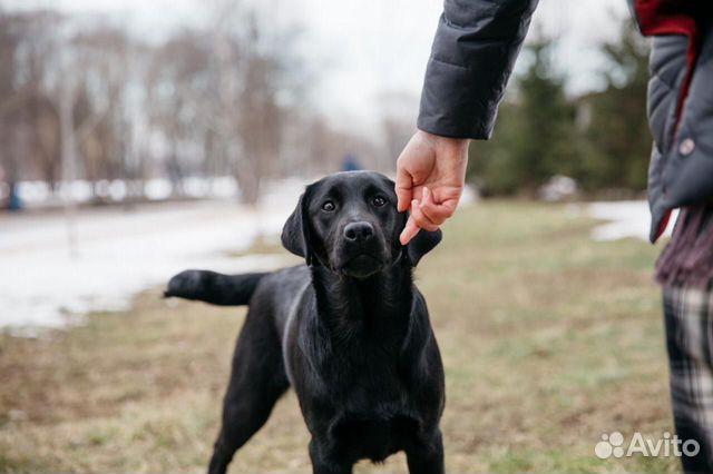Лабрадор чёрный девочка РКФ