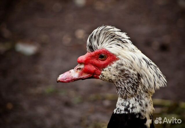 Самцы Индоутки на племя в Лобне