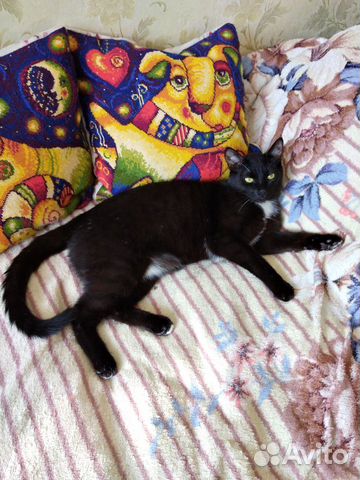 Котик Кештан в хорошие руки