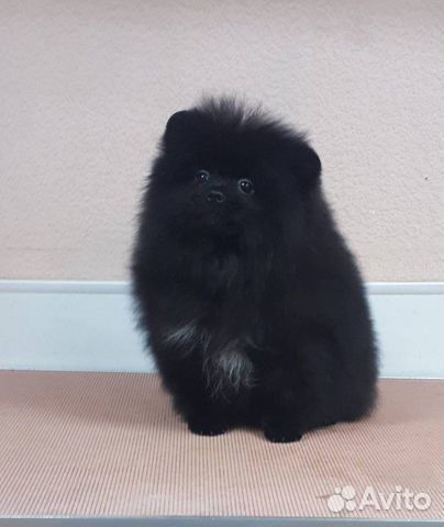 Продаются очаровательные щенки немецкого шпица