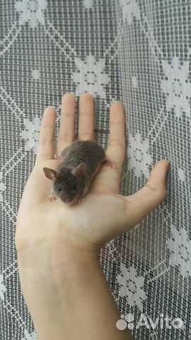 Мальчик мыши