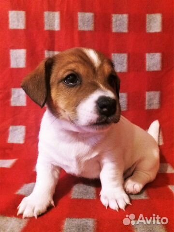 Экстерьерные щенки Джеки