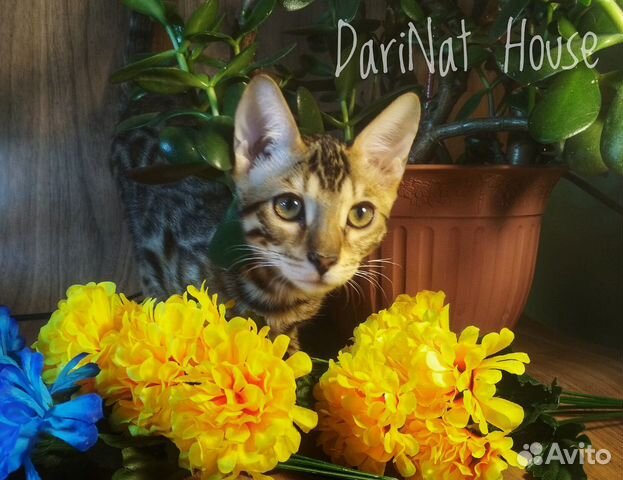 Бенгальские котята