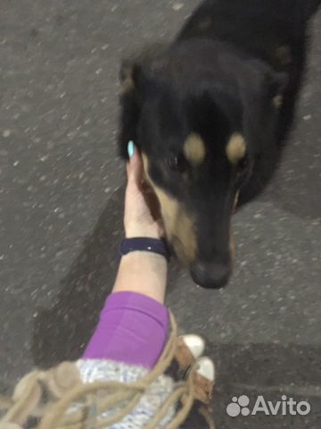 Собака с заправки ищет дом