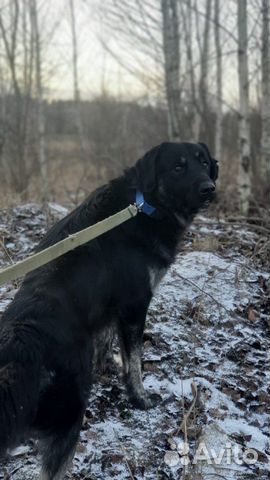 Ральф ищет дом
