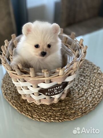 Щенки шпица