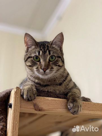 Полосатый Котенок-девочка