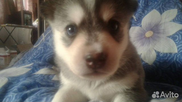 Сибирский хаски