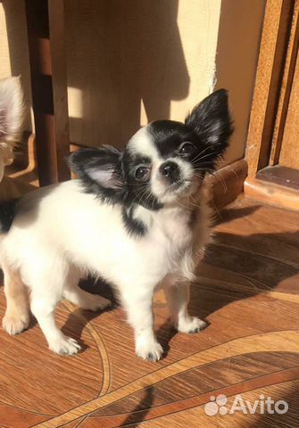 Чихуахуа девочка чудо