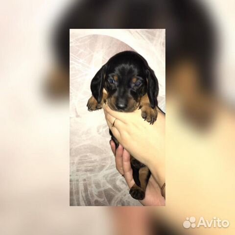 Такса щенки