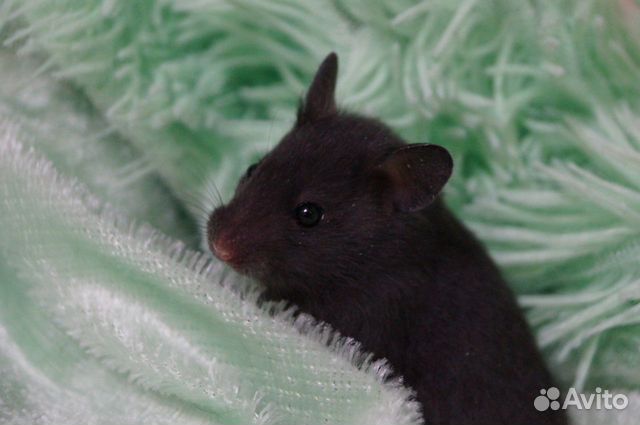 Хомяки сирийские