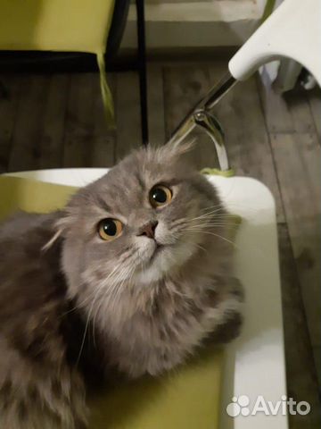 Котенок шотландец 6мес мальчик