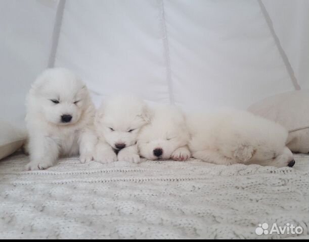 Щеночки самоедики