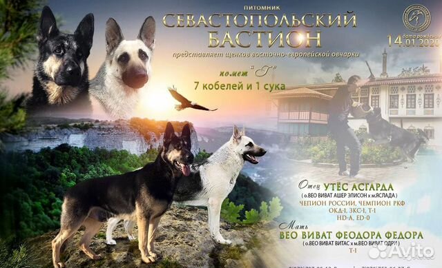Щенки Востоноевропейской овчарки