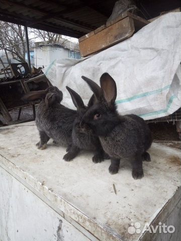 Кролики на племя
