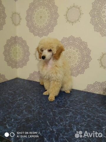 Щенок пуделек