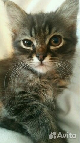 Котёнок