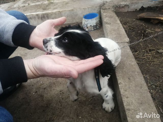 Русский спаниель