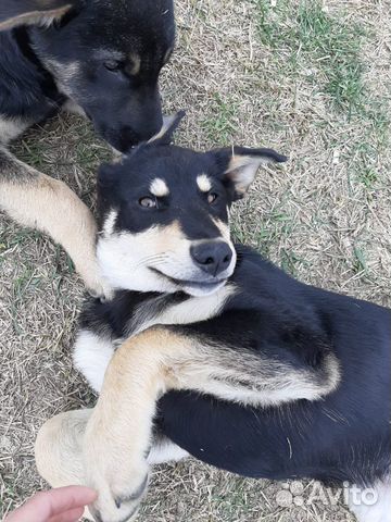 Собака