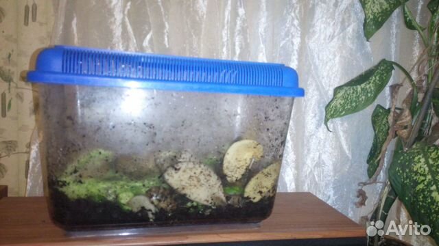 Отдам ахатинских улиток