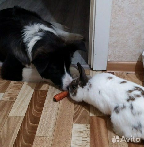 Отдам щенка в хорошие руки