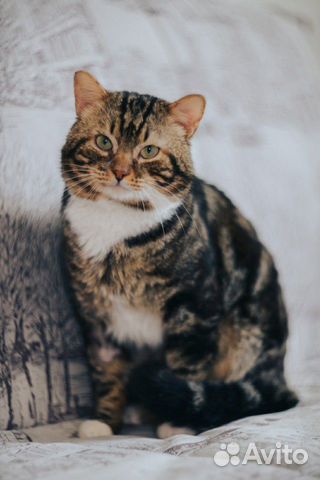 Кот Зевс
