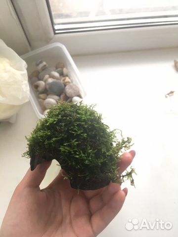 Мох на кокосе