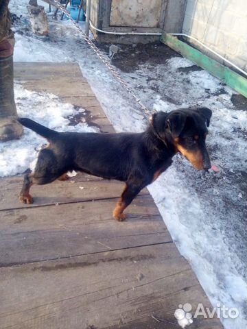 Продам Девочку ягдтерьера