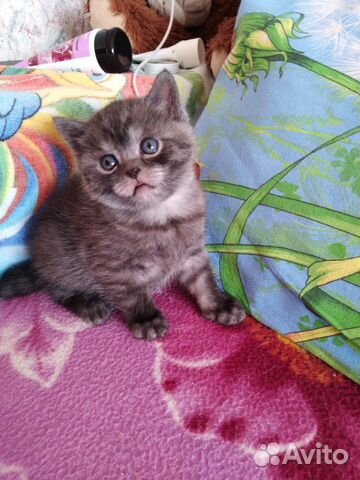 Котёнок шотландец