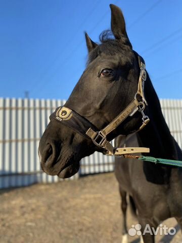 Кобыла 2017г.р