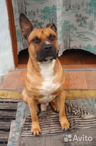 Стаффордширский терьер