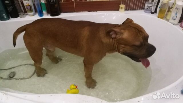 Отдам стаффа