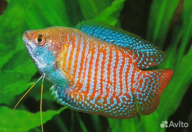 Аквариумная рыбка Лялиус (Colisa lalia)