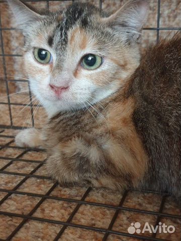 Трехцветный котенок - счастье в дом