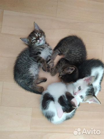Котята