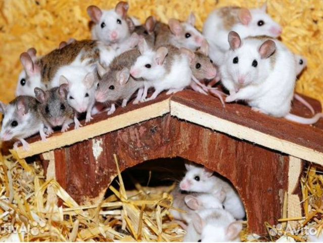 Кормовые мастомисы