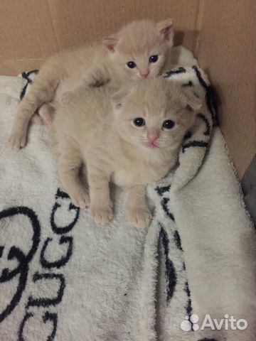 Британские вислоухие)