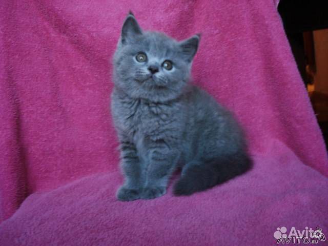 Британские пятнистые котята