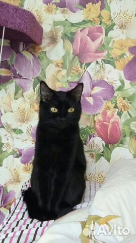 Кошечка ждёт жениха для вязки