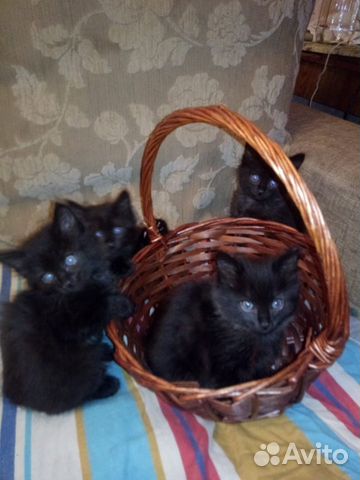 Котята В хорошие руки (остались две девочки)