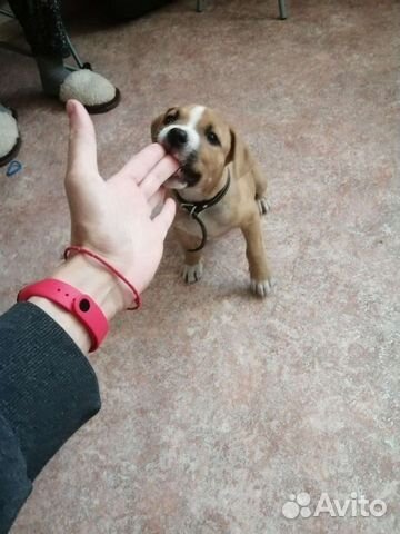 Амстафф девочка