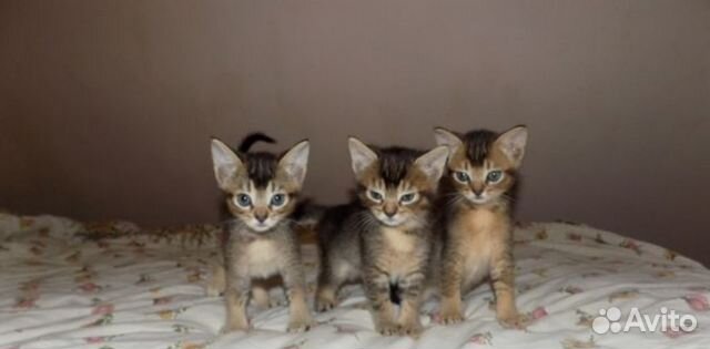 Абиссинская