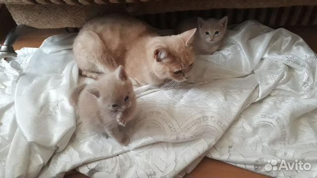 Рыжий котенок - счастье в дом