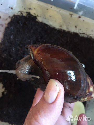 Улитки ахатины (улики)