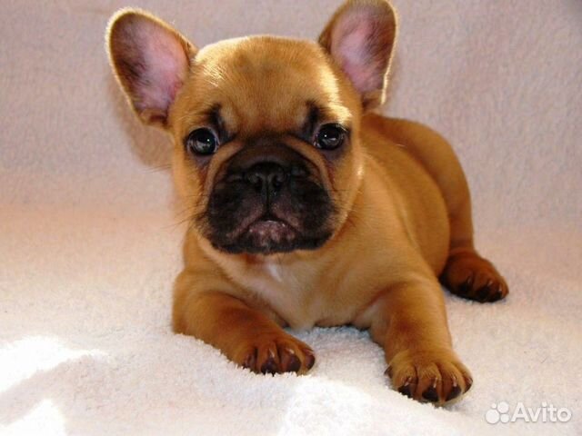 Французский Бульдожик