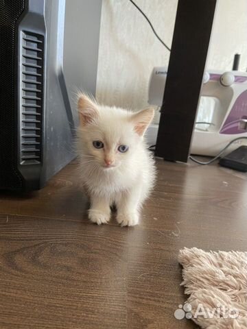 Отдам двух замечательных котят
