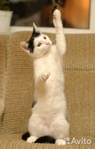 Каспер - ласковый белый мальчик для детей -2.5 мес